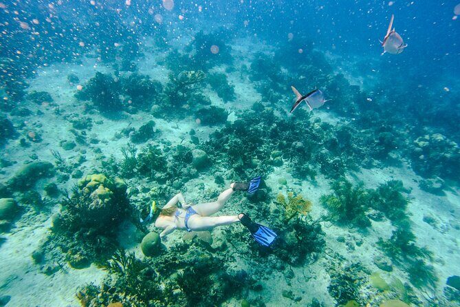 Full-Day Excursion to Discover Catalina Island with Lunch Option - Final Thoughts