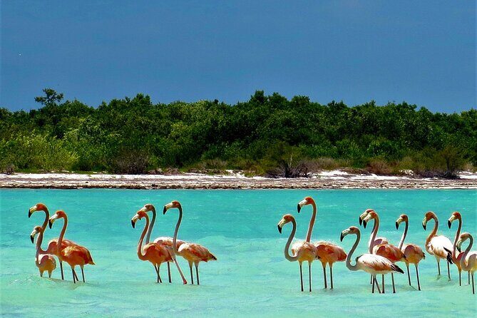 Full Day Excursion to the Best of Holbox From Riviera Maya - Exploring the Full Itinerary: What to Expect