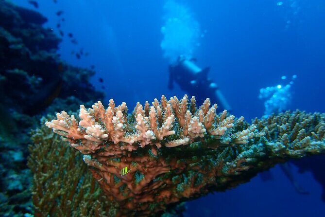 Full Day Experience Fun Dive in Tulamben - An Honest Breakdown of the Trek to Tulamben