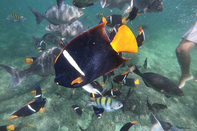 Full-Day Experience in Banderas Bay - The Itinerary in Detail: What Youll Do and Why