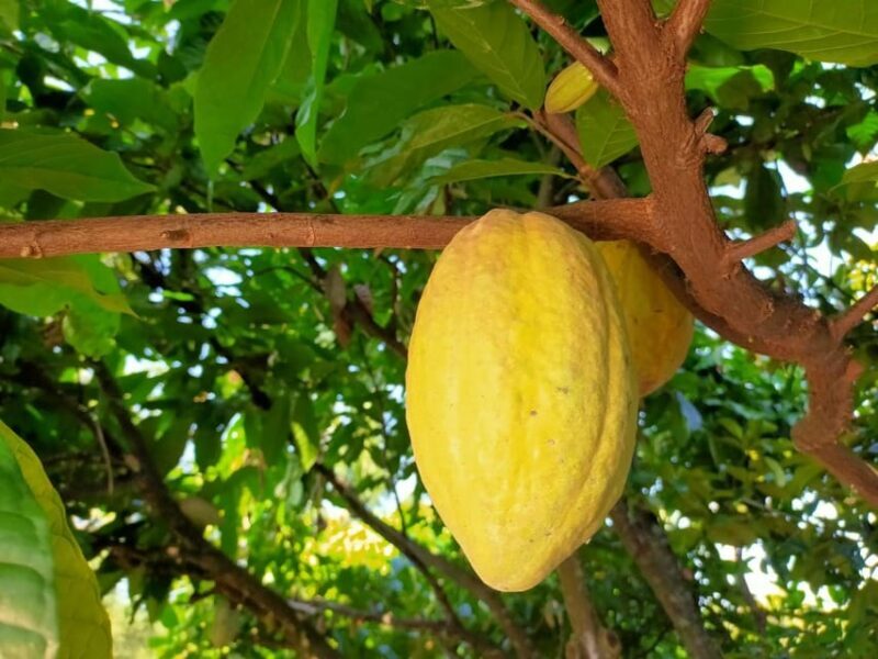 Full Day Experience to Farm and Chocolate - Starting Point: Convenient Meet-Up at Nguyn Th Minh Khai
