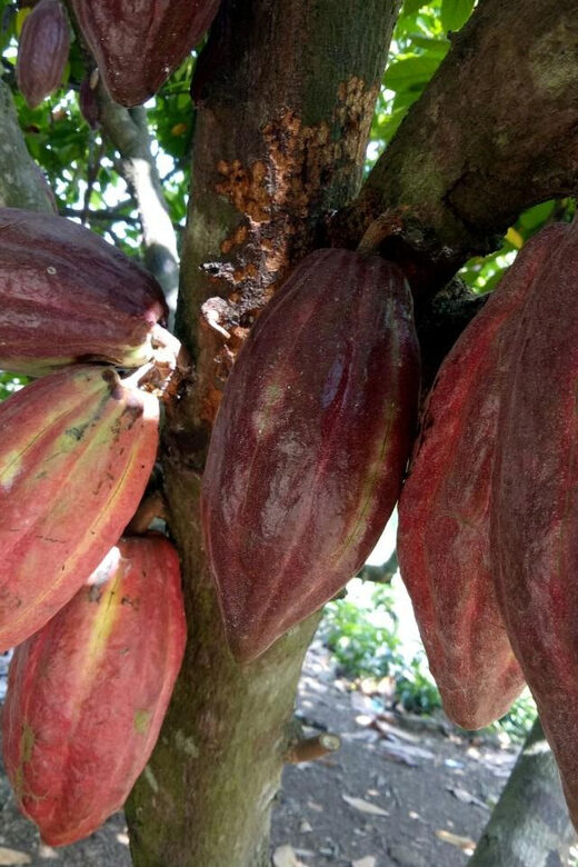 Full Day Experience to Farm and Chocolate - The Chocolate-Making Workshop: From Bean to Bar