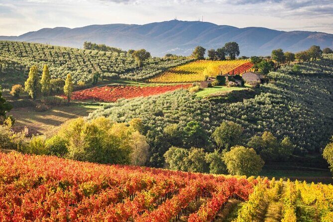 Full day experience | Umbria wine tasting and SPA relax - The Sum Up