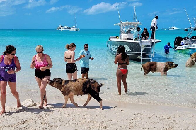 Full Day Exuma Swimming Pigs - Group Boat Tour From Nassau - Final Thoughts: Is This Tour Worth It?