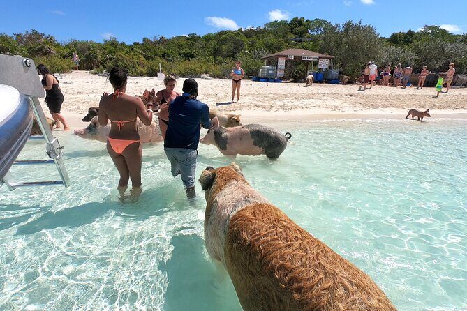 Full Day Exuma Swimming Pigs - Group Boat Tour From Nassau - FAQ
