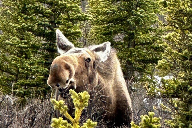 Full Day: Fairbanks to Denali Winter Adventure & SHERP Tour - Authentic Experiences & Authentic Guides