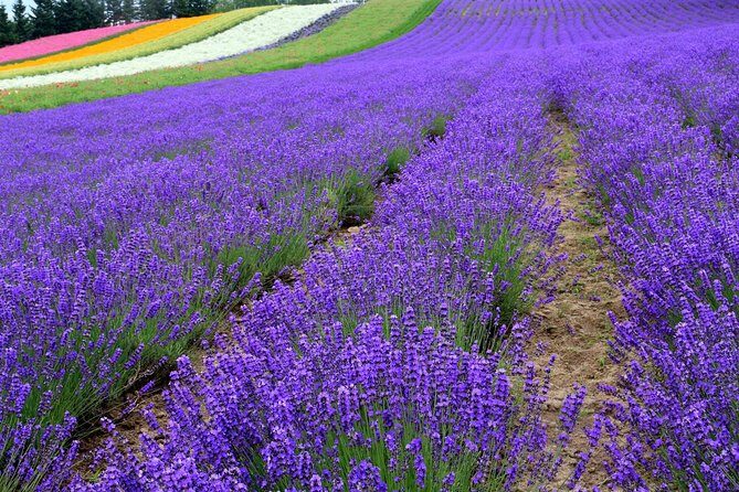 Full-Day Furano Lavender Farm and Blue Pond from Sapporo - An In-Depth Look at the Tour Experience