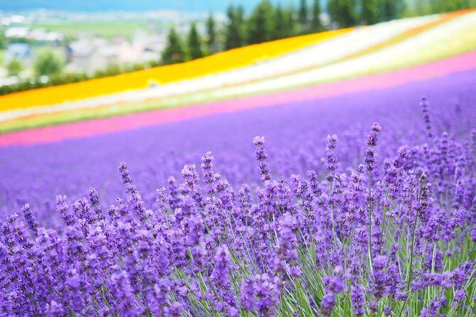 Full-Day Furano Lavender Farm and Blue Pond from Sapporo - Final Thoughts: Who Will Enjoy This Tour?