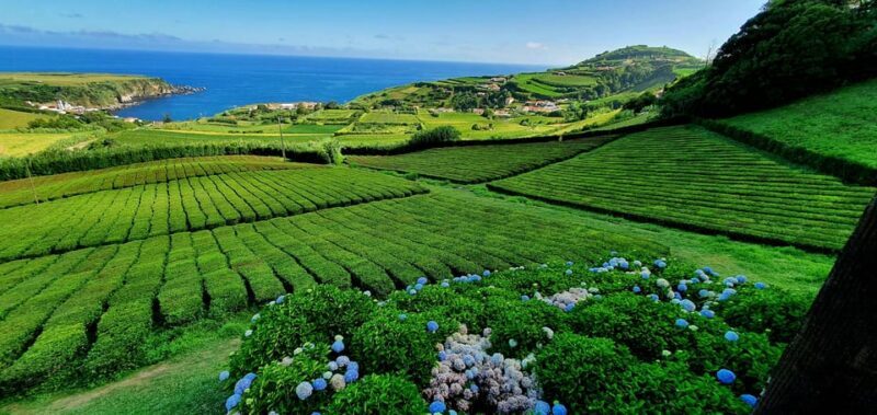 Full Day: Furnas, Tea Plantations & More With Lunch - The "Cozido" Lunch: A Flavourful Cultural Experience