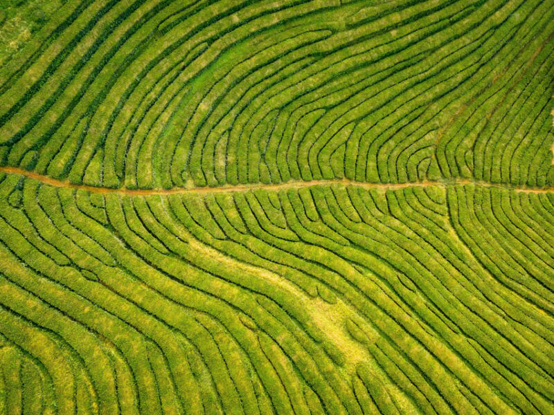 Full Day: Furnas, Tea Plantations & More With Lunch - Who Might Want to Consider Other Options