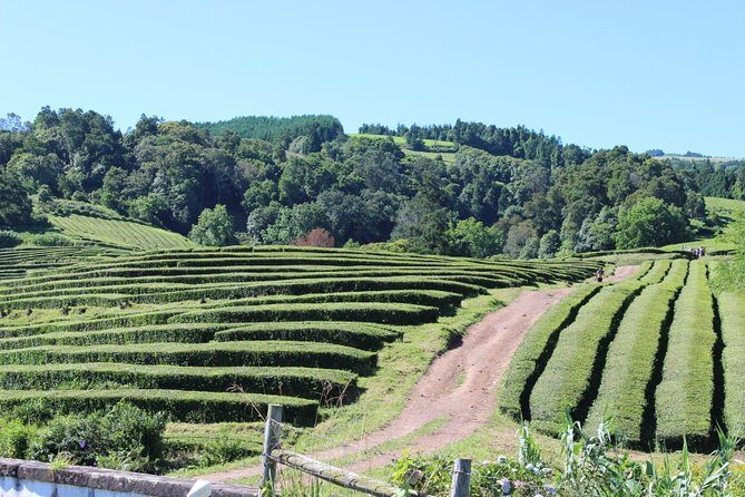 Full Day Furnas, Volcano stew and hot springs - Discovering the Wonders of Furnas: A Full-Day Tour Review