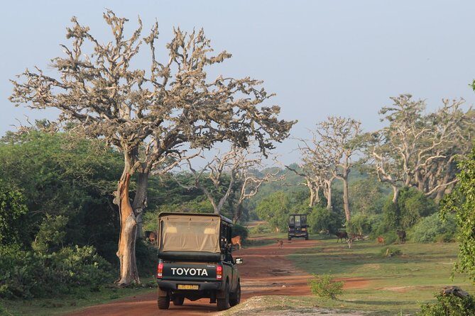 Full day game drive at Bundala National Park with Picnic Lunch - Who Should Consider This Tour?