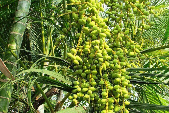 Full-Day Goa Shore Excursion with Lunch at a Spice Plantation - FAQ