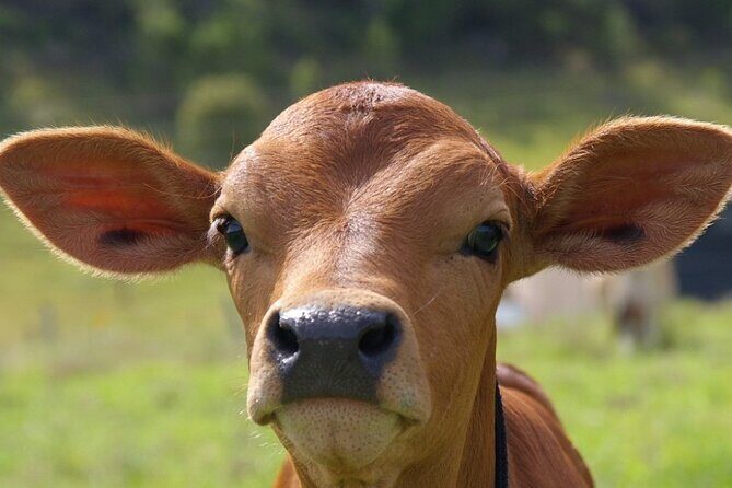 Full Day Gokula Farm and Cessnock with New Castle - FAQs