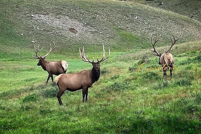 Full Day "Grand Tour" Private Chauffeured Customized Experience - The Logistics: What You Need to Know