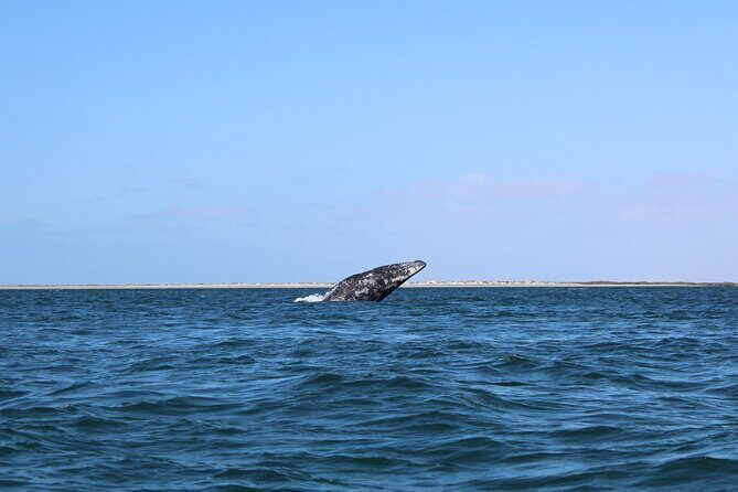 Full Day Gray Whale Watching Experience - What the Reviews Say: Authentic Perspectives