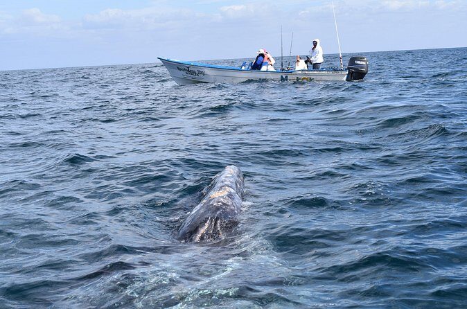 Full-Day Gray Whale Watching tour from Cabo to Mag Bay - What This Tour Includes and What You Should Know