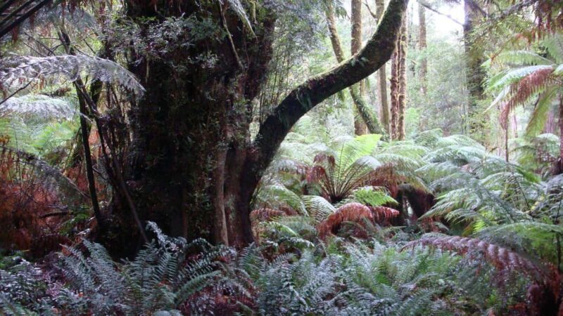 Full Day Great Ocean Road Private Guided Tour - Whats Included and Whats Not