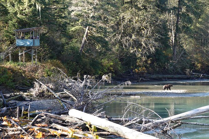 Full Day Grizzly Bear Tour to Bute Inlet - An In-Depth Look at the Experience