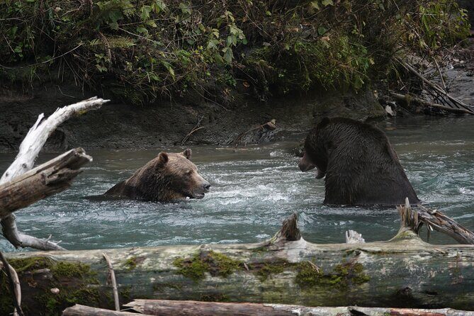 Full Day Grizzly Bear Tour to Toba Inlet - Final Thoughts