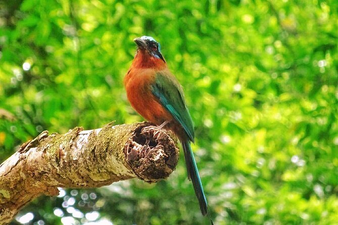 Full Day Group Tour in Tobago Atlantic Coast - Exploring the Itinerary in Detail