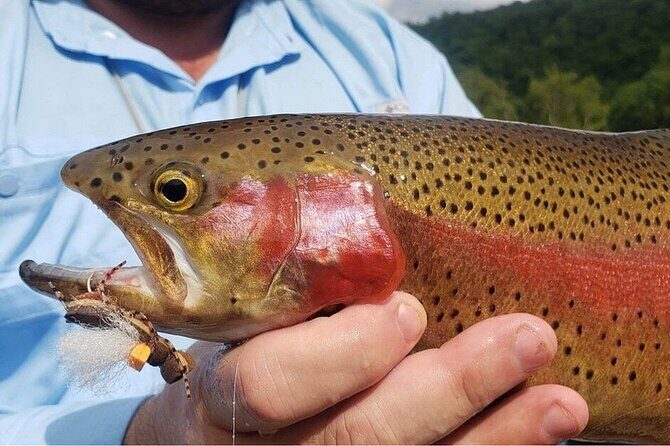Full Day Guided Fly Fishing Trip Drift Boat - Discovering the Full Day Guided Fly Fishing Trip Drift Boat on Lake Taneycomo
