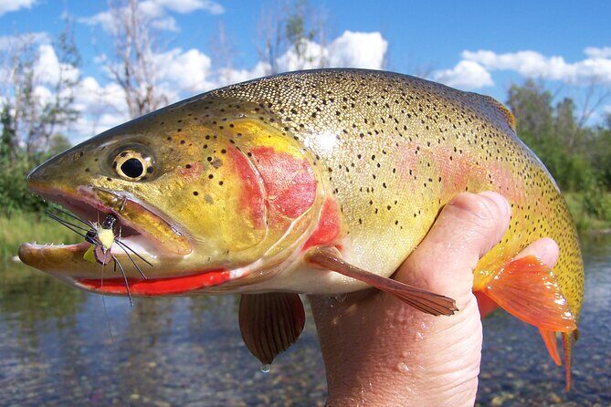 Full Day Guided Fly Fishing Trip From Jackson Hole - What Makes This Fly Fishing Trip Special?