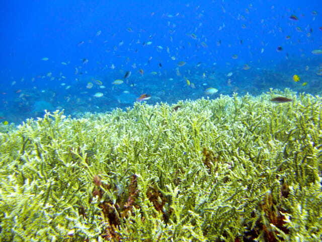 Full-Day Guided Snorkeling Tour from Kota Kinabalu - Starting Off: Meeting at Jesselton Point Jetty