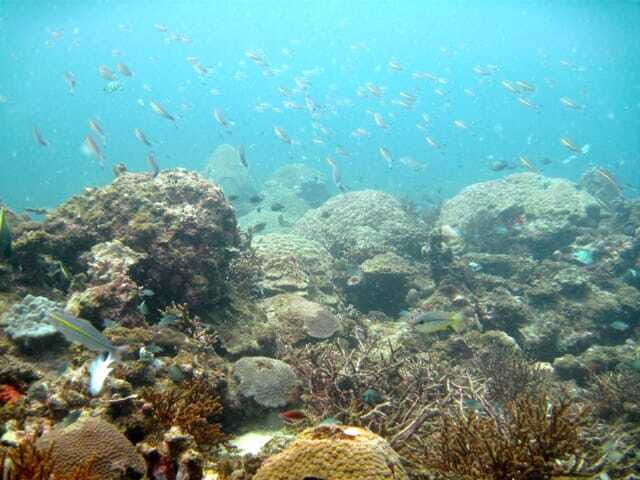 Full-Day Guided Snorkeling Tour from Kota Kinabalu - Considerations & Tips