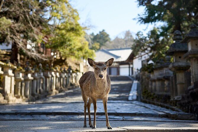 Full Day Guided Tour to Kyoto and Nara from Osaka by Van - FAQs