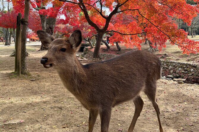 Full Day Guided Tour to Nara from Osaka by Van - Visiting Todai-ji Temple: An Icon of Japan’s Wooden Architecture