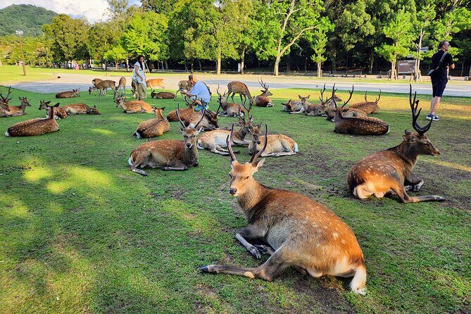 Full Day Guided Tour to Nara from Osaka by Van - Final Thoughts