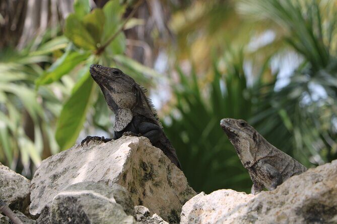 Full Day Guided Tour to Sian Ka'an (short way) - A Detailed Look at the Sian Kaan Experience