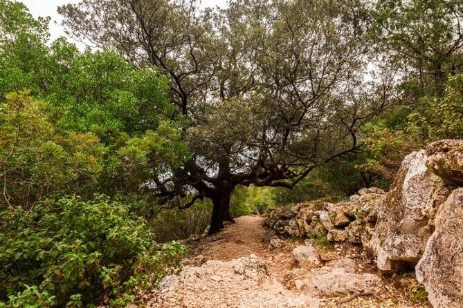 Full Day Guided Trekking Tour To Cala Goloritzè - Practical Tips for a Smooth Experience