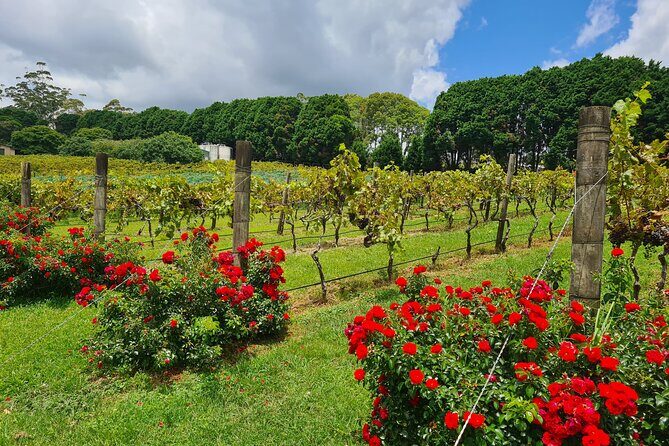 Full-Day Guided Wine Tour in Mt Tamborine From Gold Coast - Key Points
