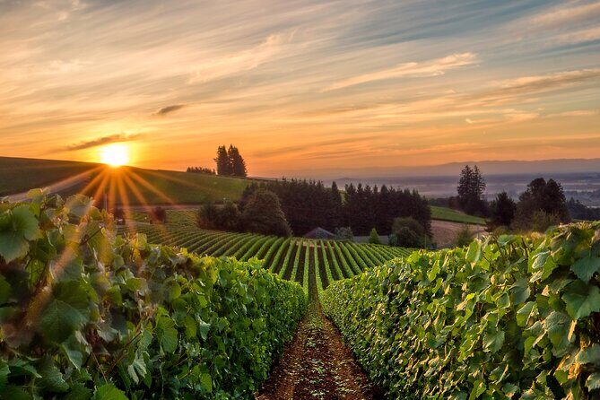 Full Day Guided Wine Tour with Tasting and Lunch - The Experience in Practice: What You Can Expect