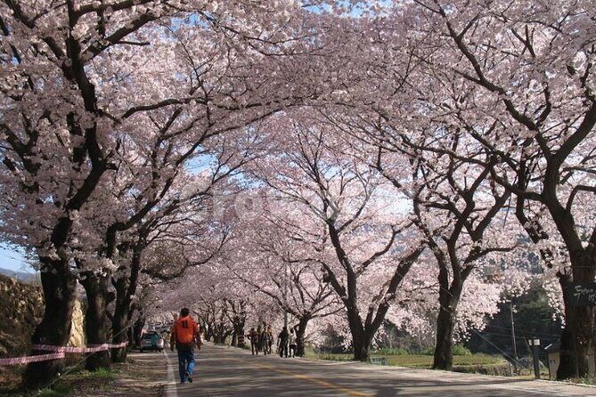 Full-day Hadong, Gwangyang, Cherry blossom, Green Tea Fields Private Tour - An In-Depth Look at the Tour Experience