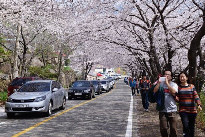 Full-day Hadong, Gwangyang, Cherry blossom, Green Tea Fields Private Tour - FAQs