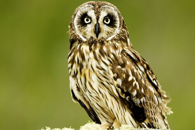 Full-Day Hakalau Forest Reserve Bird Watching Adventure - Introduction: Why You’ll Love This Tour