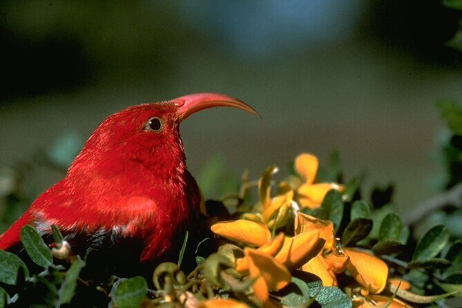 Full-Day Hakalau Forest Reserve Bird Watching Adventure - The Experience in the Reviews