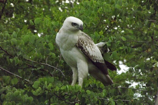 Full Day, Half Day and 4 Hour Safari in Udawalawe - Authentic Encounters and Review Highlights