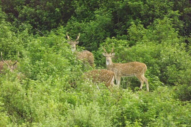 Full Day, Half Day and 4 Hour Safari in Udawalawe - The Sum Up: Who Will Love This Safari?