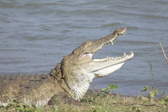 Full Day, Half Day and 4 Hour Safari in Udawalawe - FAQ: Your Questions Answered