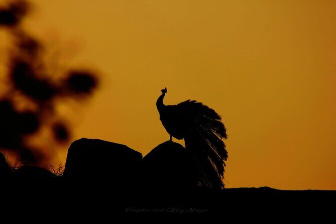 Full day / Half Day WildlifeAdventure in Yala-National-Park - Setting the Scene: Yala National Park