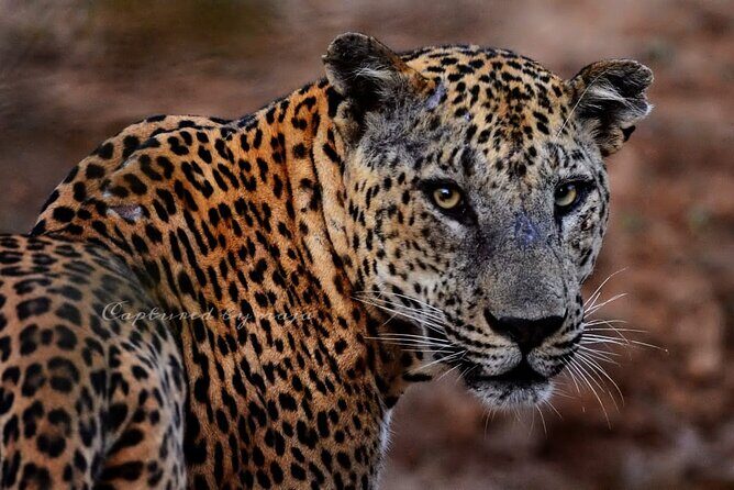 Full day / Half Day WildlifeAdventure in Yala-National-Park - What’s Included and What’s Not