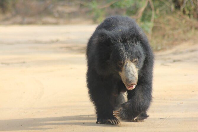 Full day / Half Day WildlifeAdventure in Yala-National-Park - Wildlife Encounters: What to Expect