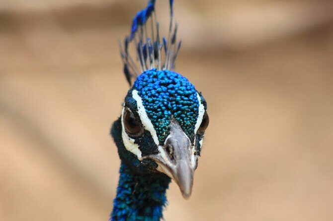 Full day / Half Day WildlifeAdventure in Yala-National-Park - Value for Money