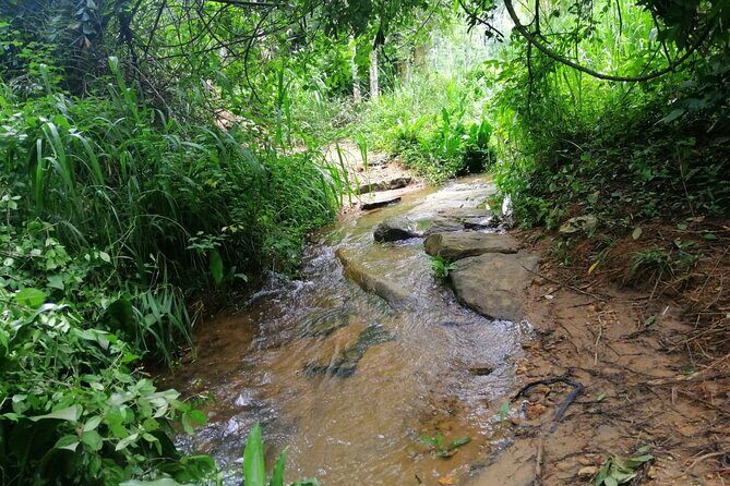 Full Day Hantana Pekoe Trail Hike from Kandy - Key Points