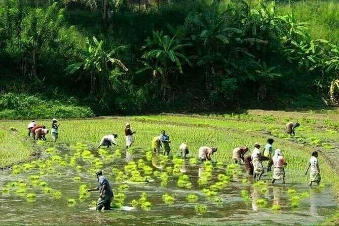Full Day Hantana Pekoe Trail Hike from Kandy - Practical Considerations