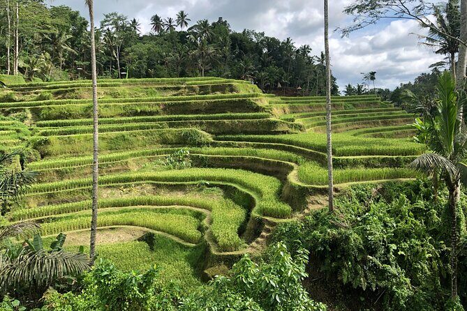 Full-Day Highlights and Best of Ubud Village - Why This Tour Is Worth Your Money